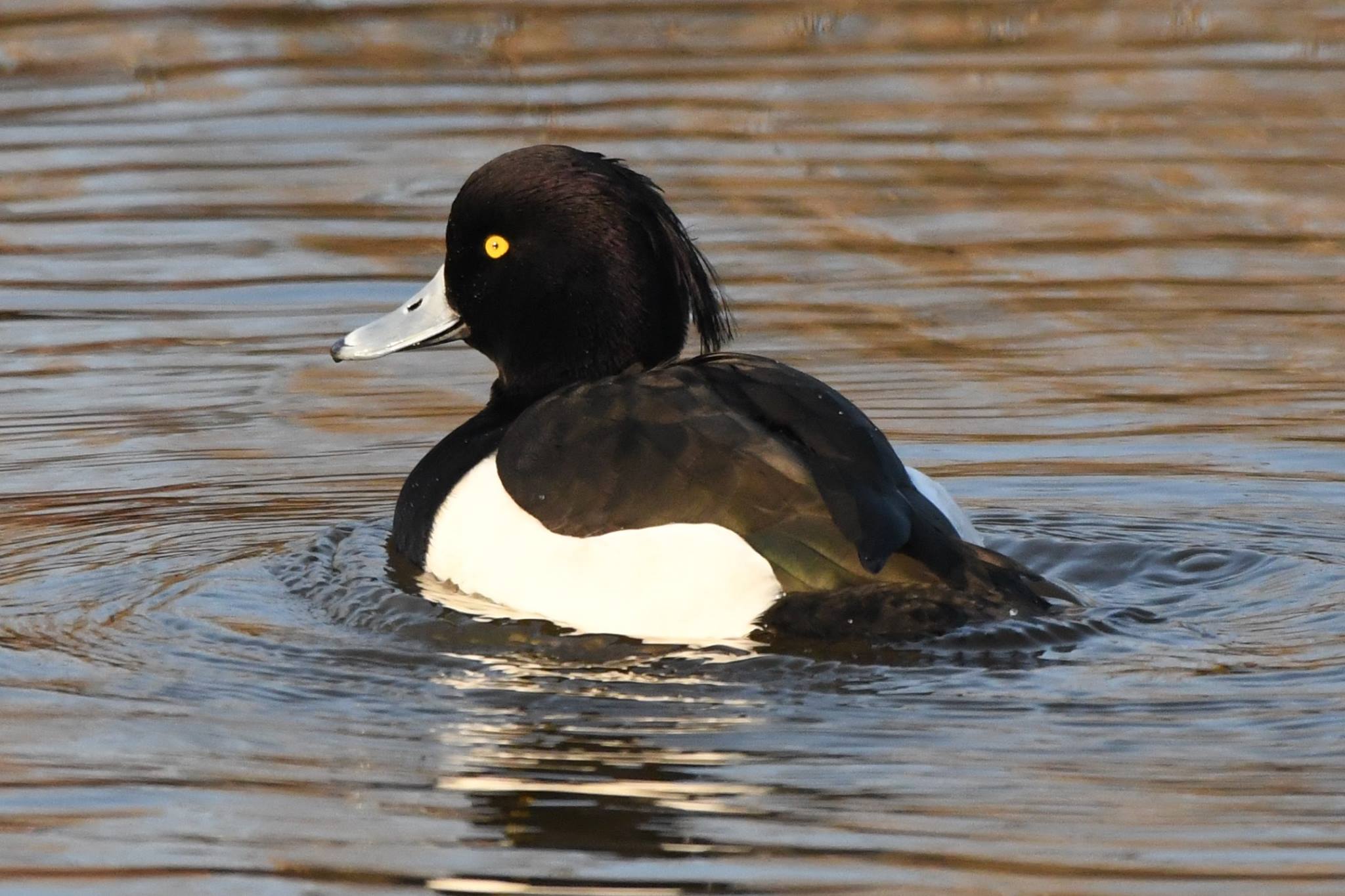 Eendensoorten In Nederland