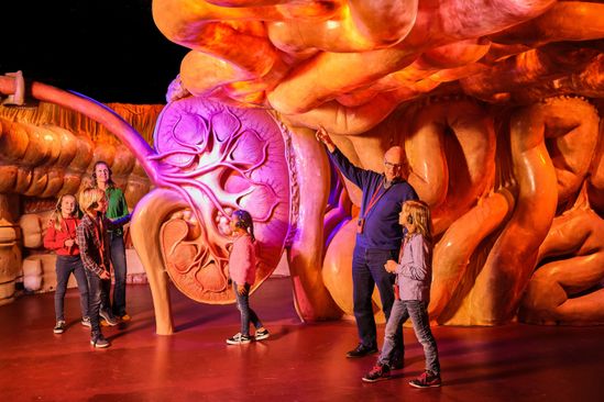 CORPUS 'journey through the human body' | Visit Leiden