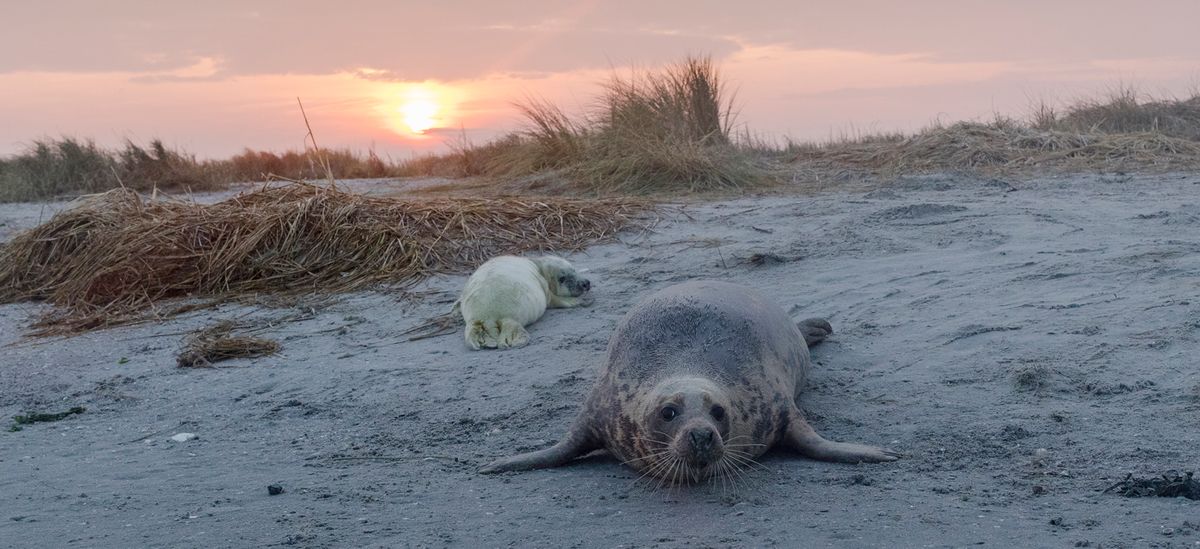 Waddenfilmfestival | Visit Wadden