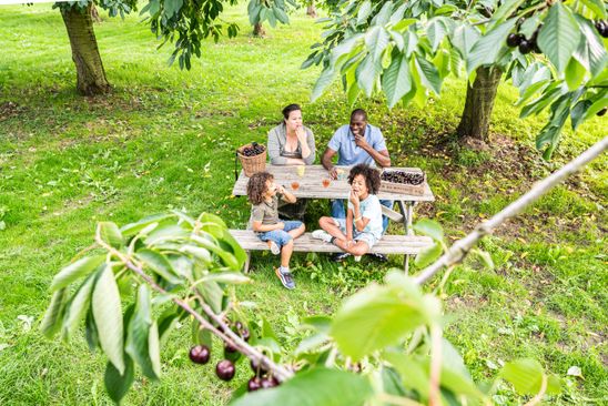 TOP Kersenpracht Cothen | Visit Utrecht Region