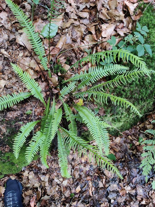 Dubbelloofvaren | Drenthe