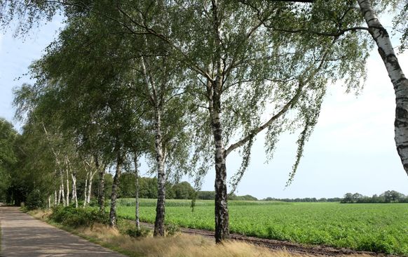 Berkenlaantje | Explore Maashorst