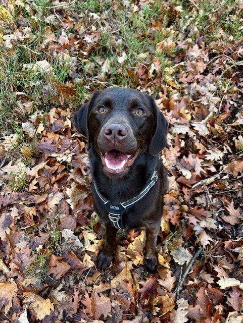 Ruby de Labrador | Leisurelands