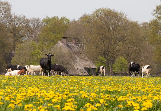 Monumentendorp Orvelte | Drenthe