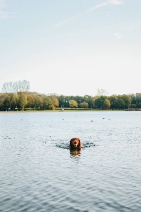 Guus de Toller | Leisurelands