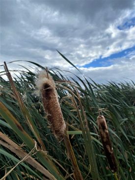 Lisdodde als wondergewas | Laag Holland