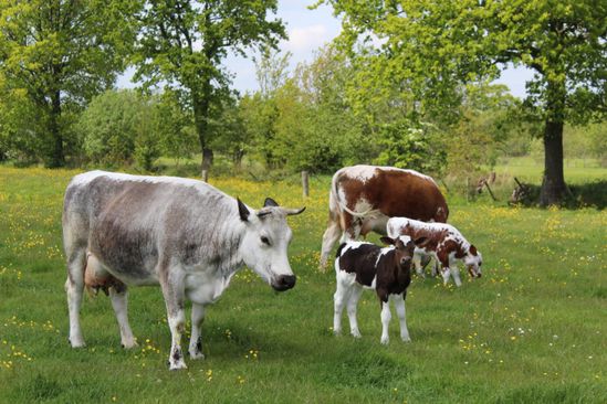 Zorgboerderij De Witrik | Visit Wadden