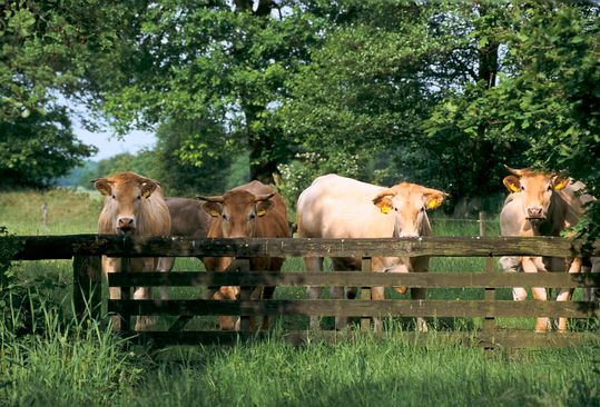 Norger Esdorpenlandschap: Cultuur en natuur | Dit is Assen