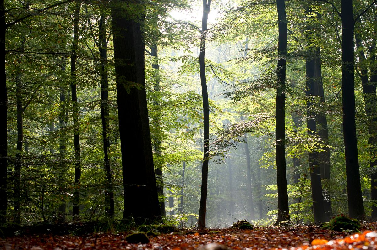 Experience the forests of Friesland | Friesland.nl