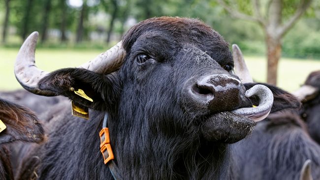 Waterbuffelboerderij D'n Buff in Boxtel | Den Bosch Region
