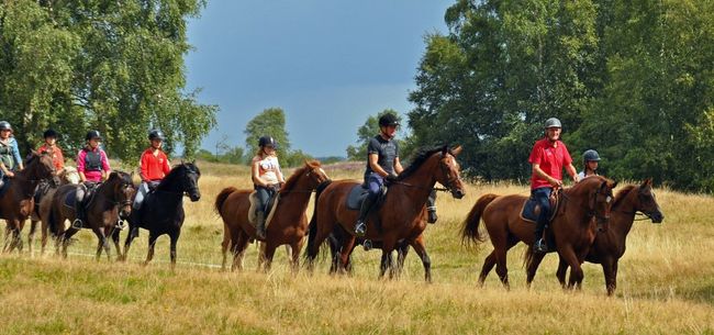 Paardensportcentrum Jan Dolfing | Drenthe