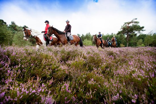 Sonse Heide – Heide & bos in Van Gogh Nationaal Park | Van Gogh Brabant