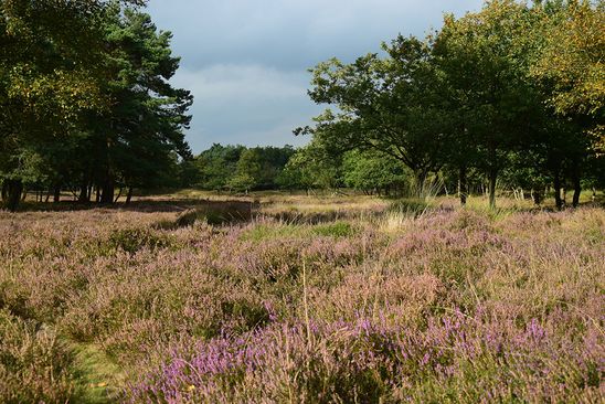 Kyllotsbos Smilde | Drenthe