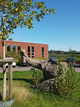 Dinosaurus - Hetta Statius Muller (1965/66) | Laag Holland