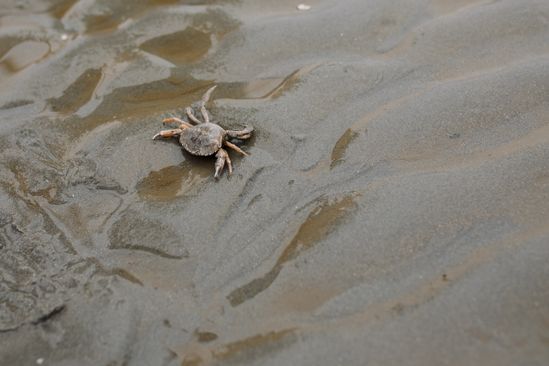 Pantster van de Strandkrab | Friesland.nl