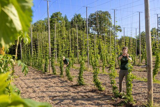 Hop voor Bier | Visit Brummen