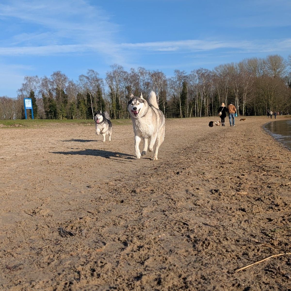Nuka & Aikø de Siberische Husky's | Leisurelands