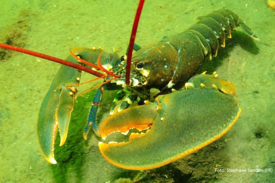 Duiklocatie: Gemaal Dreischor (4) | Schouwen-Duiveland