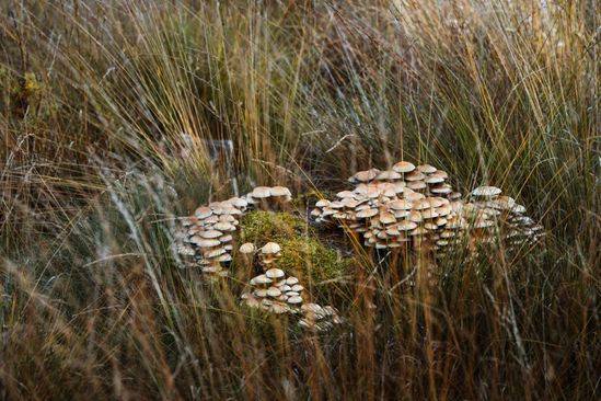 Het Leenderbos – Bosgebied, natuur & wandelroutes | VisitBrabant